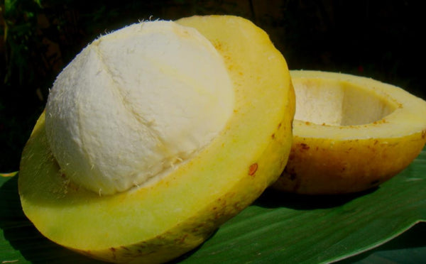 Bacuri Butter for Hair | 5 Incredible Benefits - UpCircle Beauty